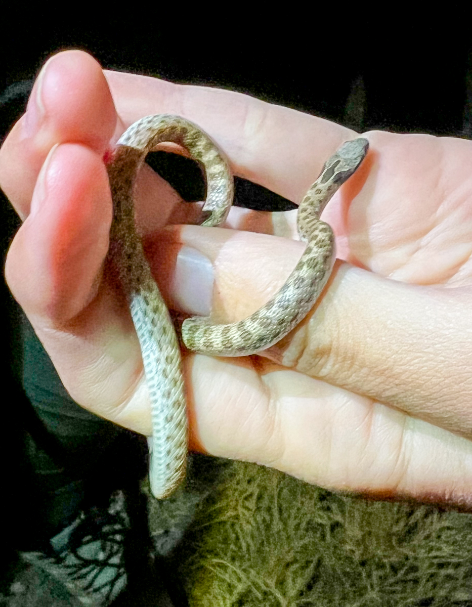 Desert night snake – Here Be Dragons