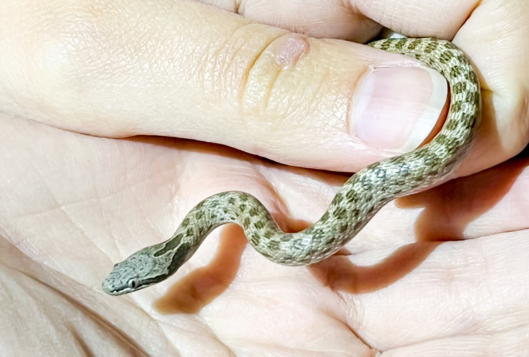 Desert night snake – Here Be Dragons