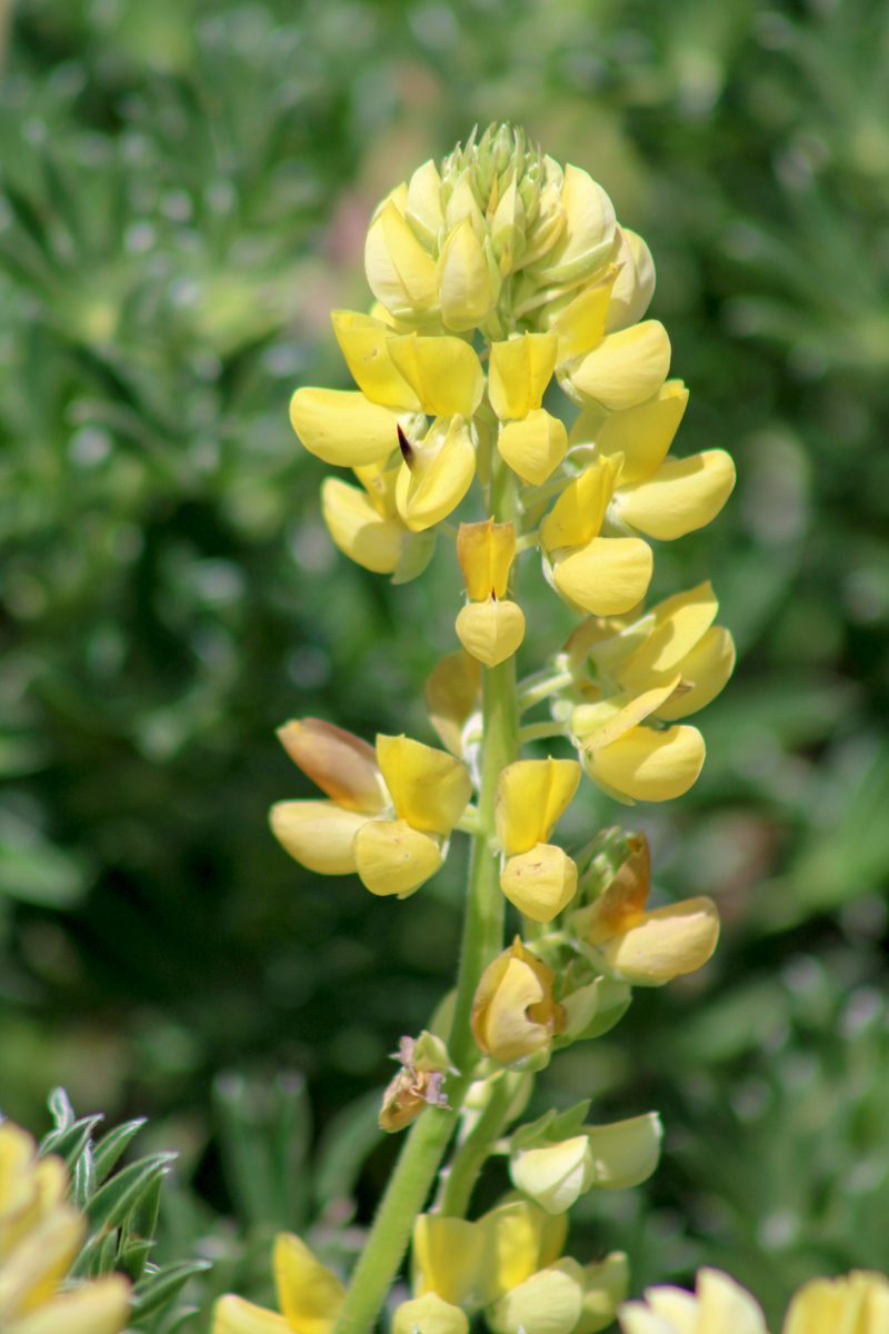 Coastal bush lupine – Here Be Dragons
